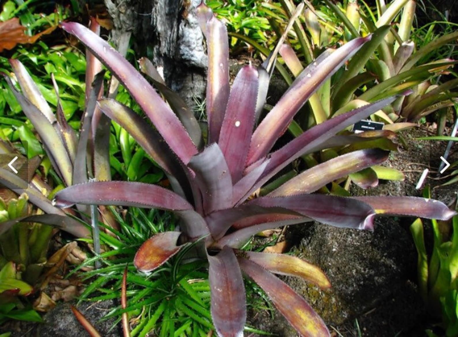 GIANT PURPLE BROMELIAD aechmea-mulfordii-malva - Etsy