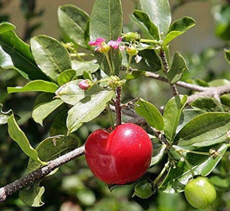 LIVE Plant-barbados Cherry Tree (fully Rooted) - Etsy