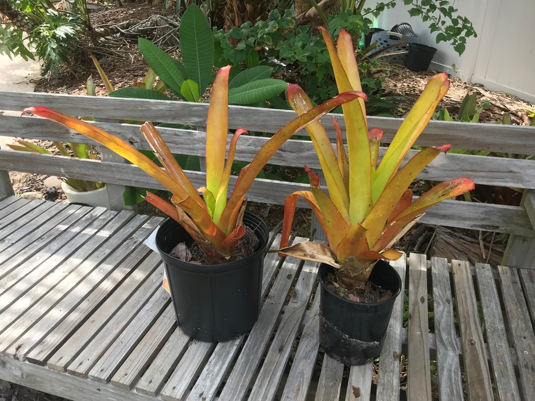 Giant Orange Bromeliad (aechmea Blanchetiana) Live Plant - Etsy