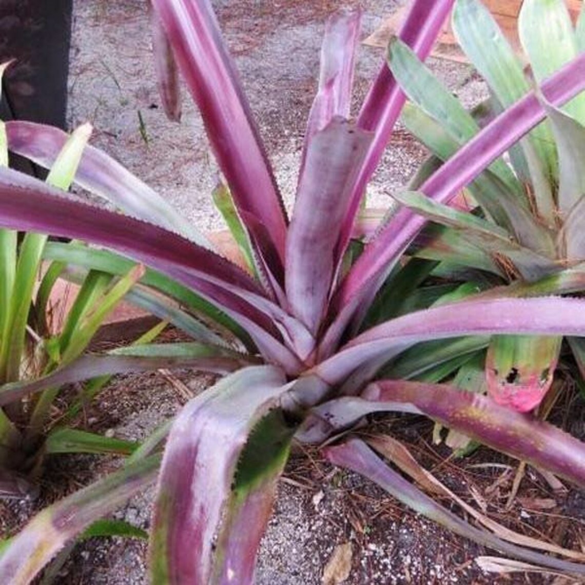 GIANT PURPLE BROMELIAD aechmea-mulfordii-malva - Etsy