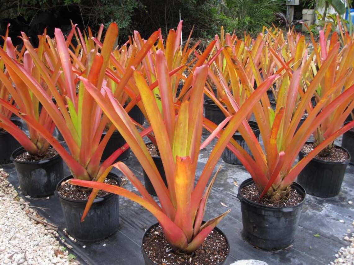 Giant Orange Bromeliad (aechmea blanchetiana) most attractive orange ...