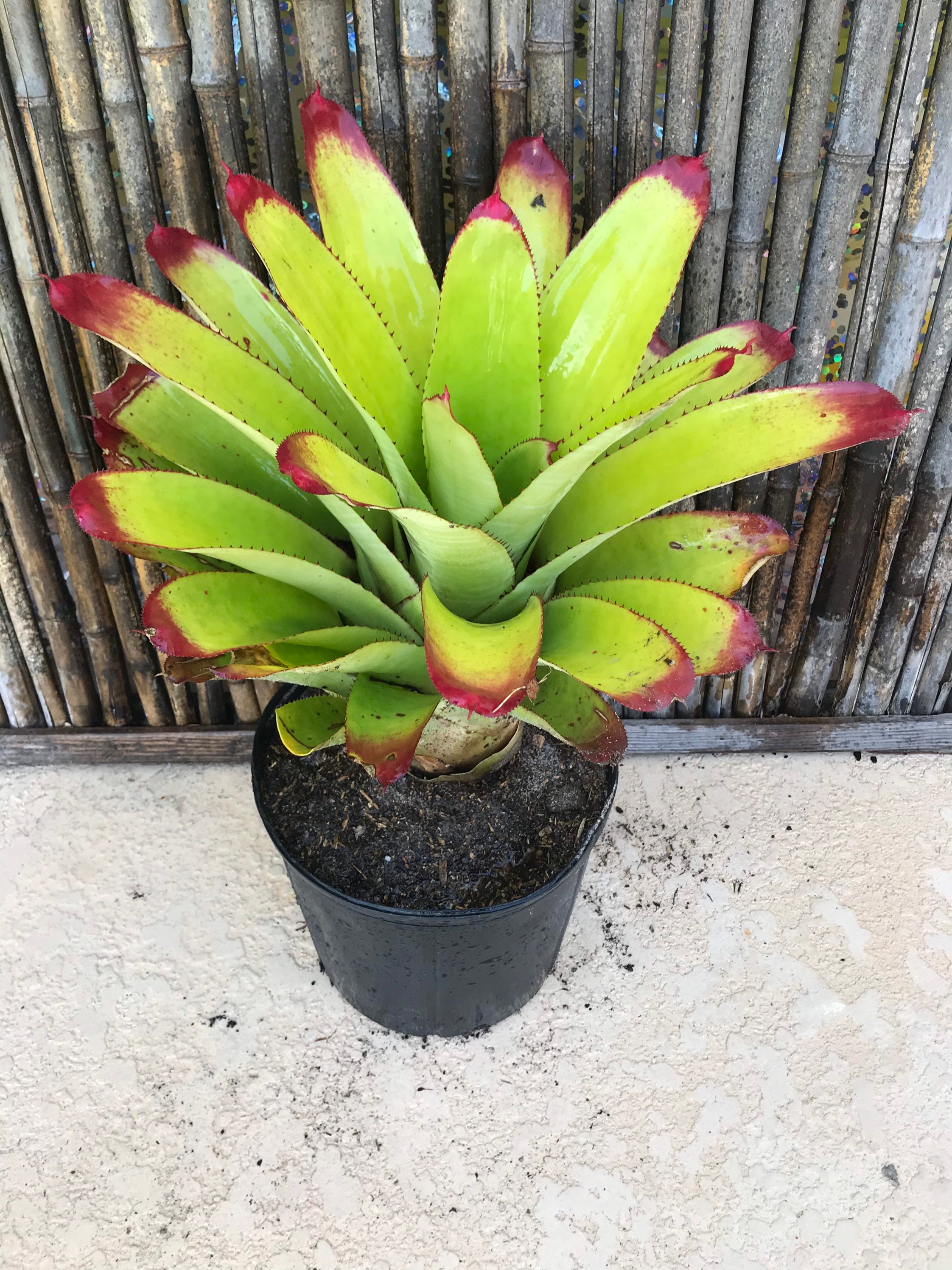 Bromeliad red/purple tipped LIVE PLANT Cruenta - Etsy 日本