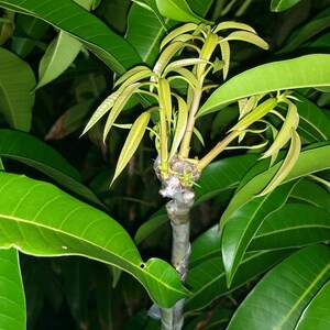 MANGO Budwood (5 SCIONS) - Etsy