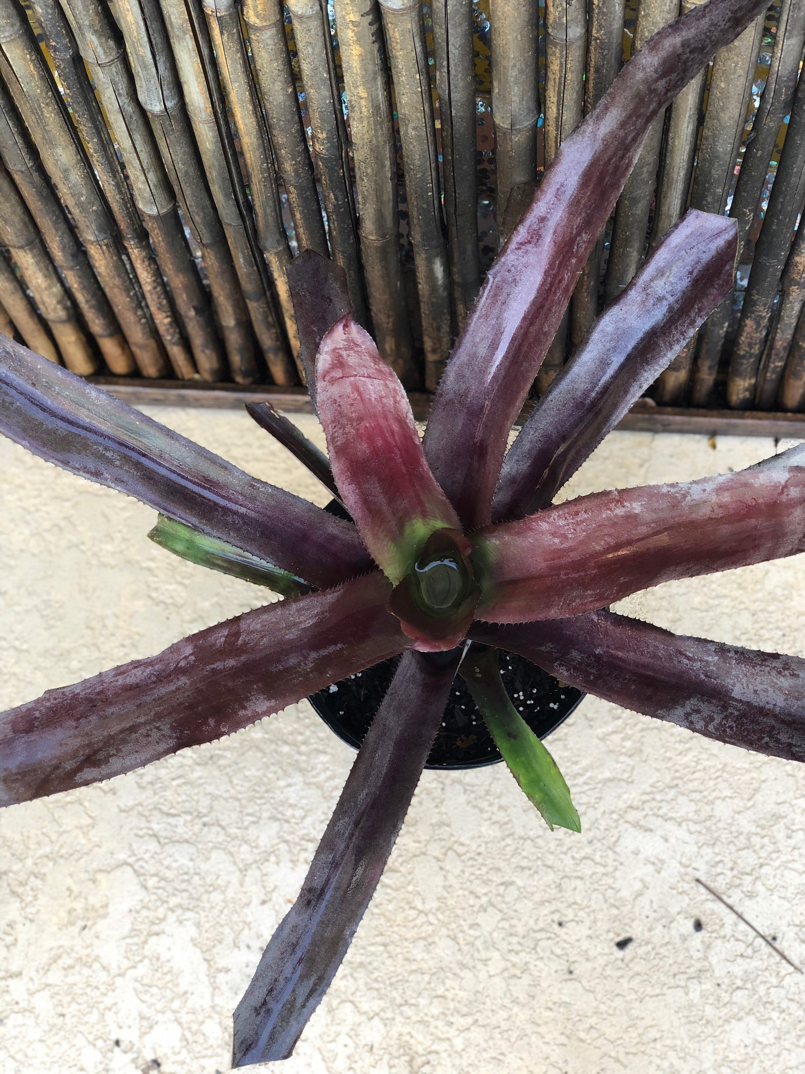 GIANT PURPLE BROMELIAD aechmea-mulfordii-malva - Etsy