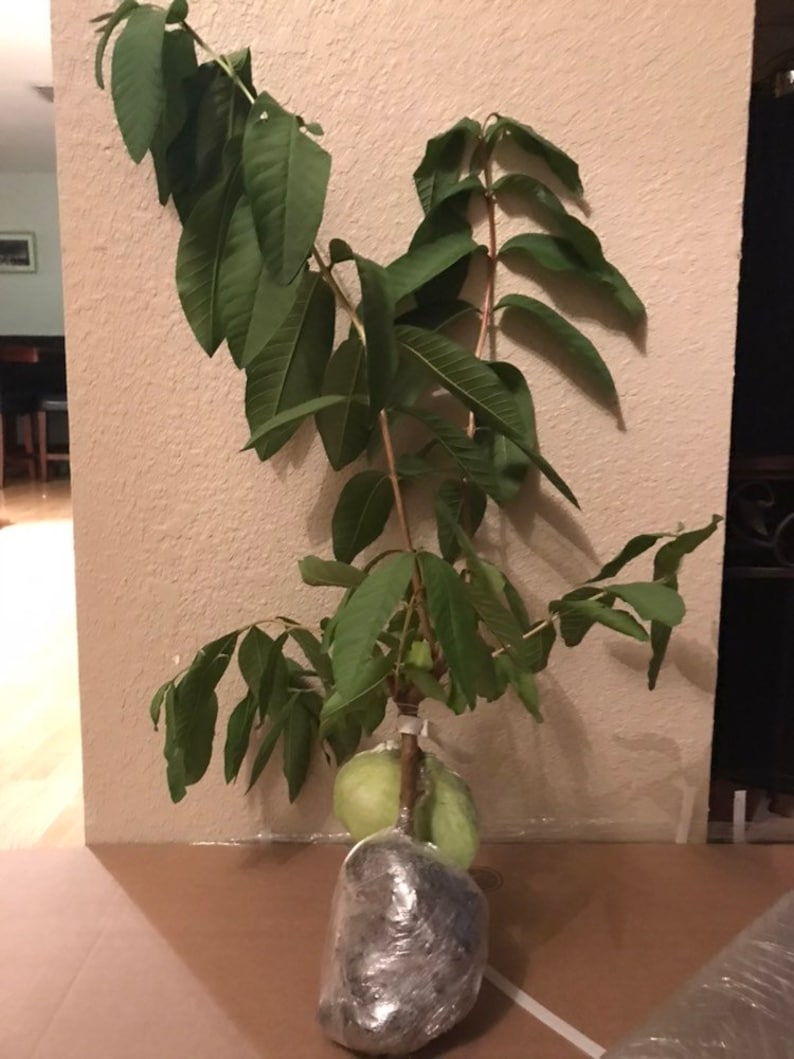 Guava Tree-live PLANT fully Rooted | Etsy