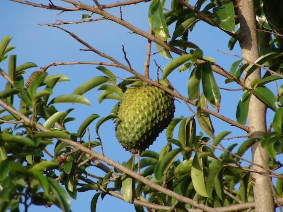 Arbol De Guanabana