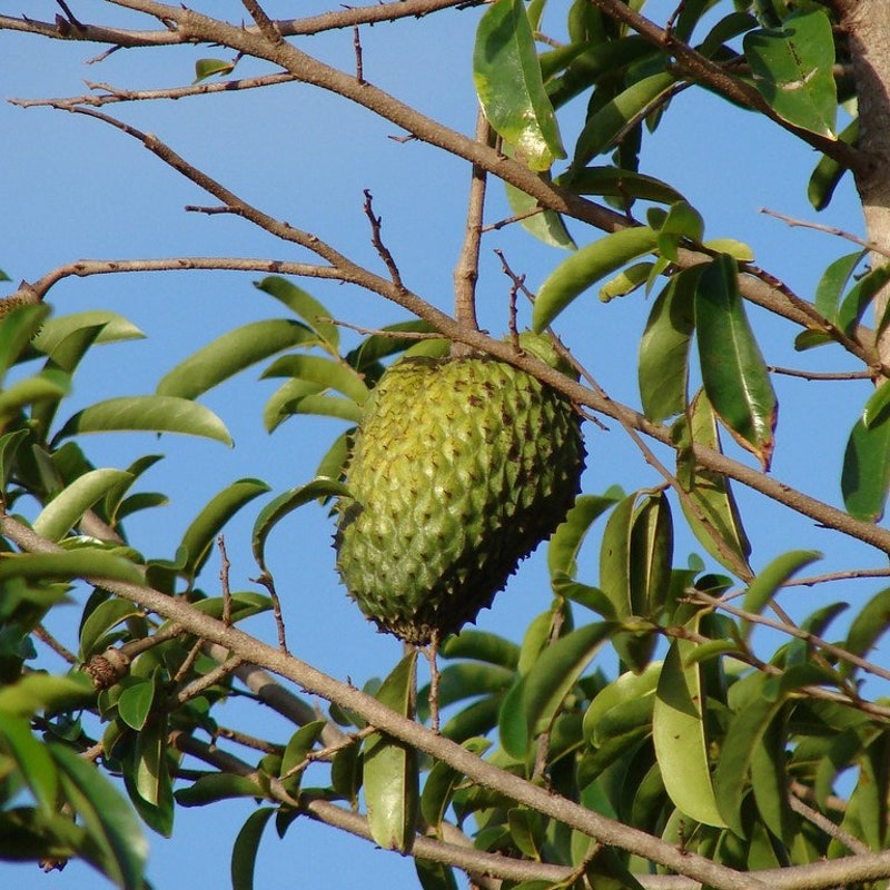 Soursop Tree - Etsy
