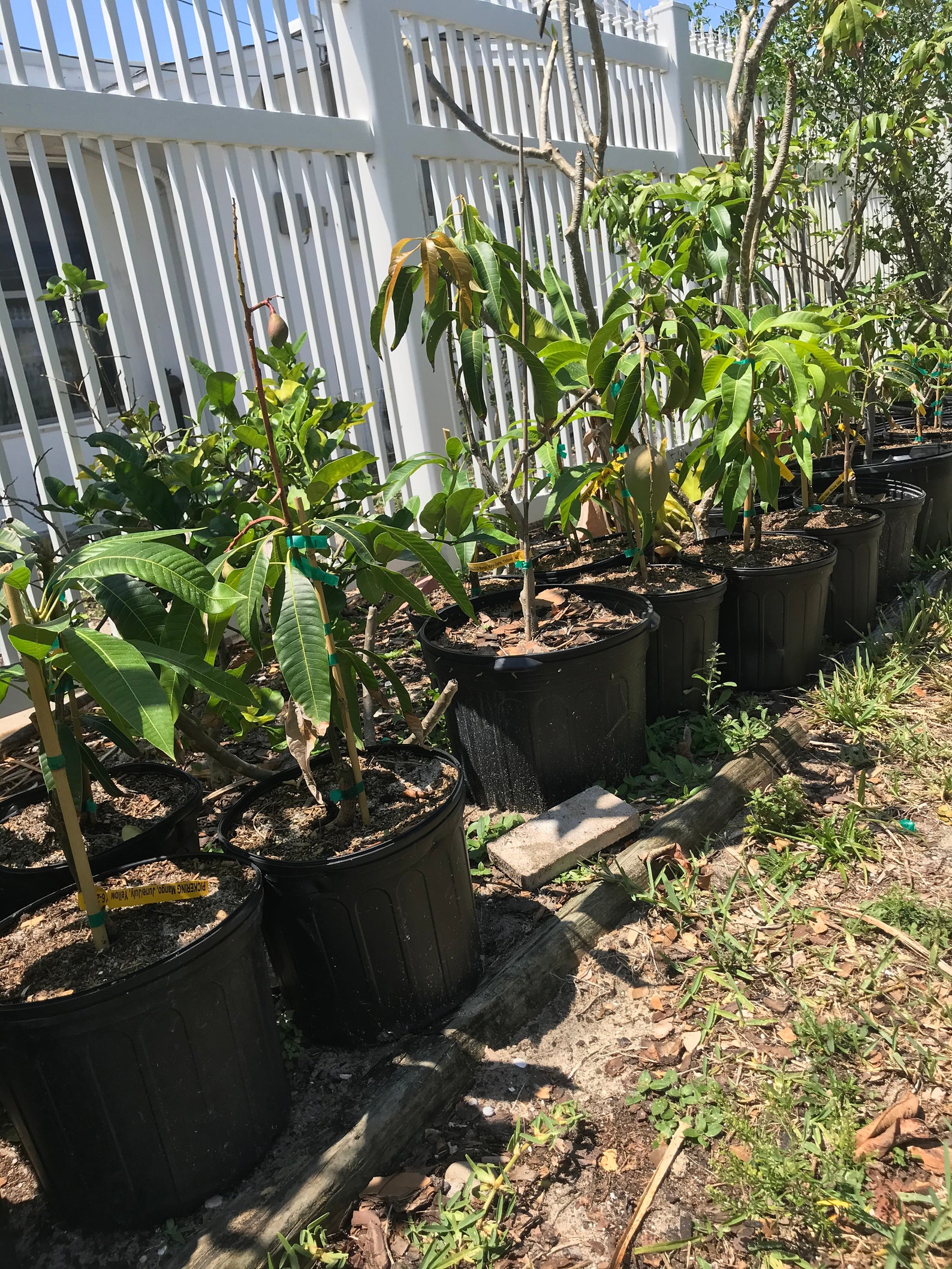 LIVE Dwarf Mango Tree multiple Varities Available.....fully Rooted ...