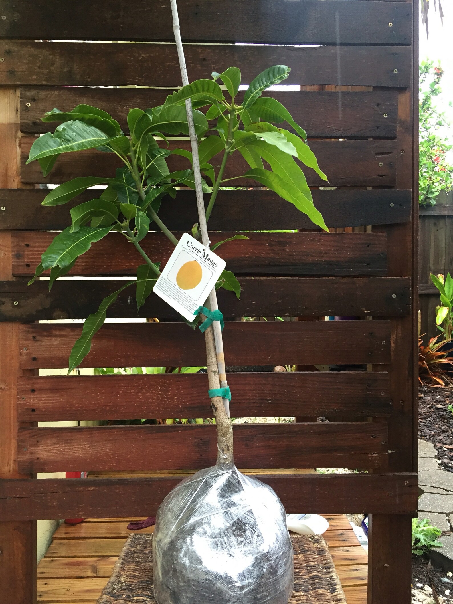 LIVE Dwarf Mango Tree multiple Varities Available.....fully | Etsy