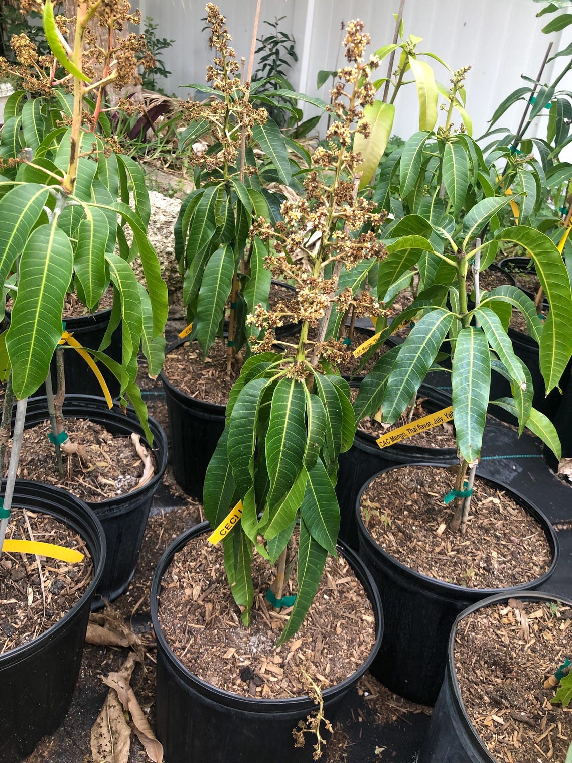 LIVE Dwarf Mango Tree **multiple Varities Available.....fully Rooted ...