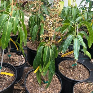 LIVE Dwarf Mango Tree **multiple Varities Available.....fully Rooted ...
