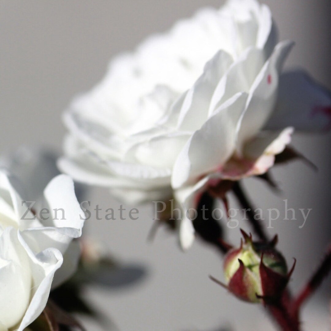 White Rose Photo Print. Floral Photography. Rose Photo Wall Art. Flower ...