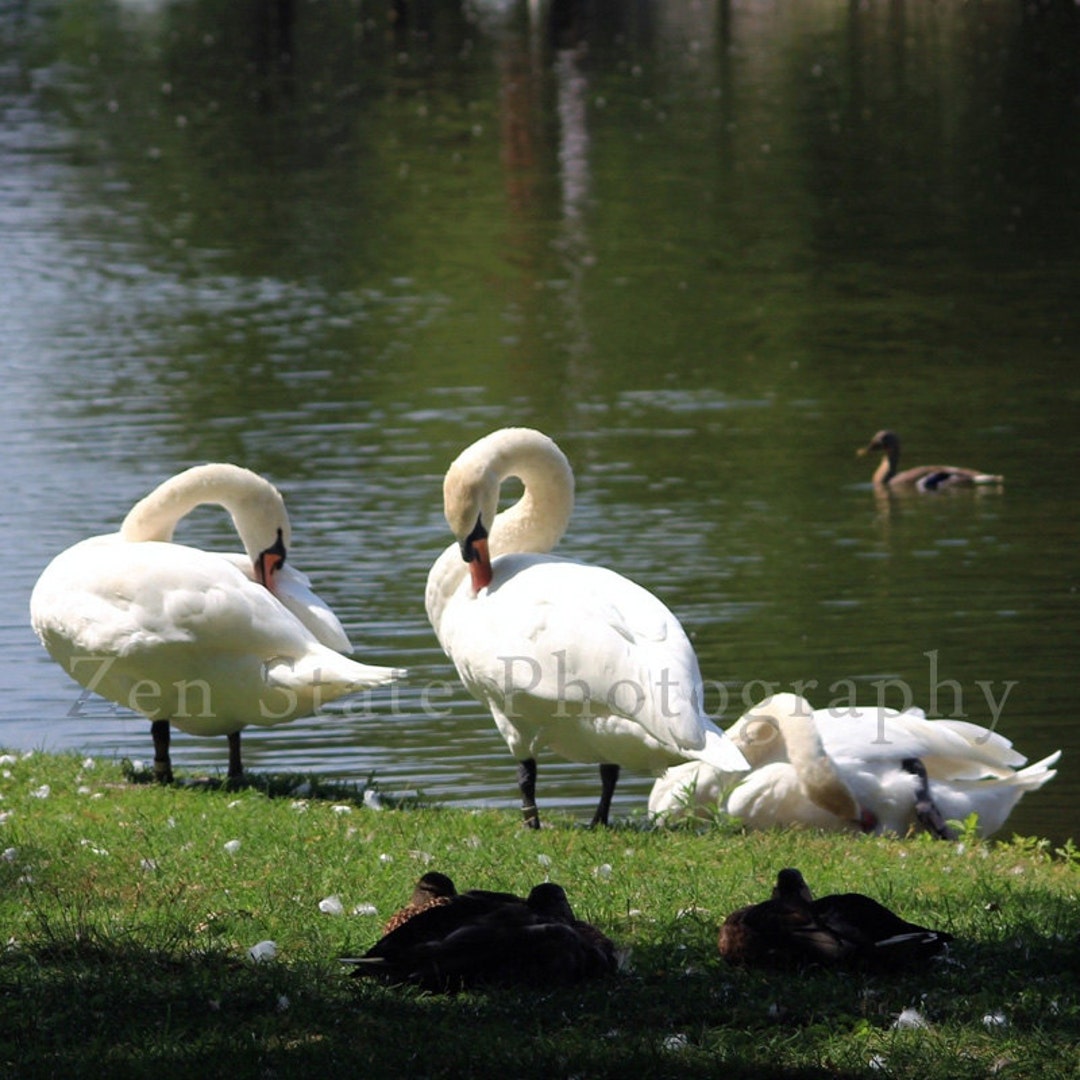 Trio of Swans Photograph. Wildlife Photo Wall Art. Bird Wall Decor ...