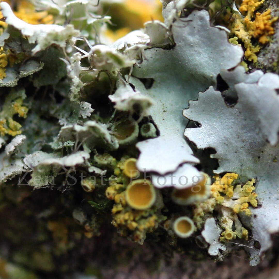 Nature Photography Print. Tree Lichen Nature Print. Biology Photo Print ...