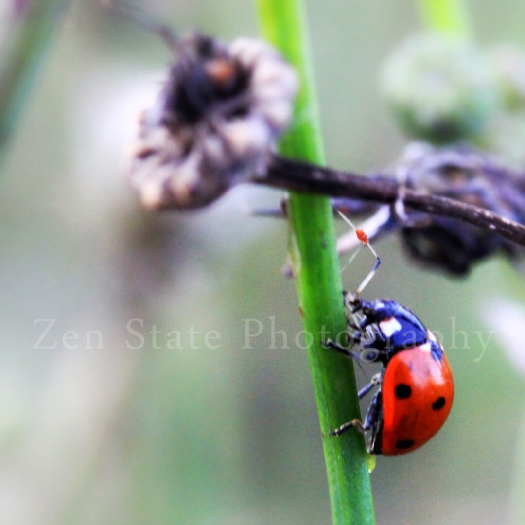 Ladybug Nature Photograph Lady Bug Wall Art Photography Print Red ...