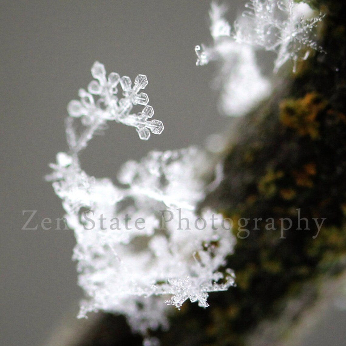 Real Snowflake Print. Nature Print. Macro Photography. Snow Photography ...