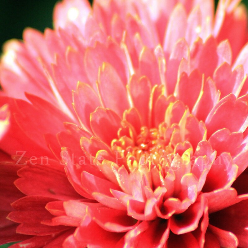 Salmon Pink Flower Photo. Nature Photography. Flower Photography Wall ...