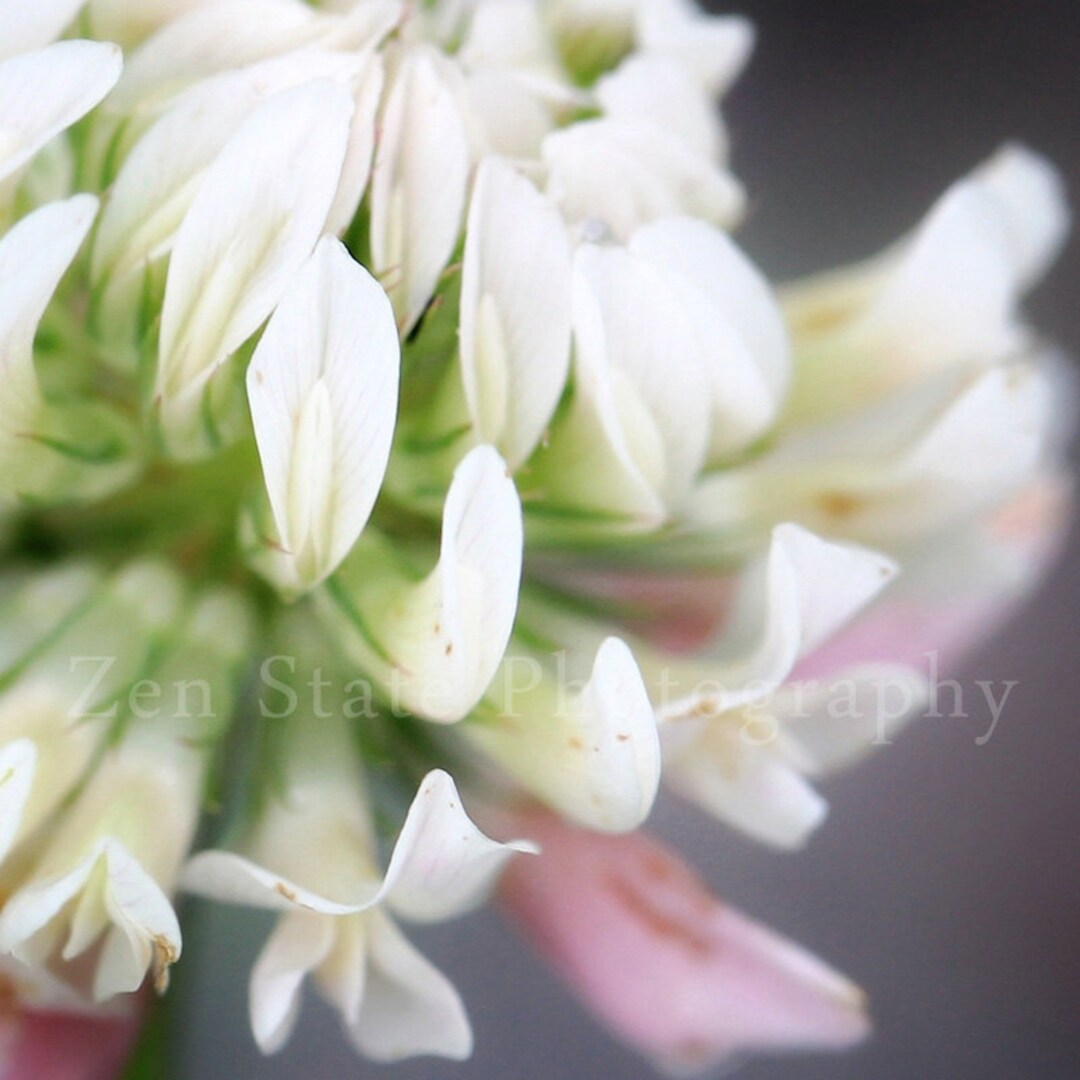 Clover Photograph Flower Photo Wall Art Macro Photography Pastel Flower ...
