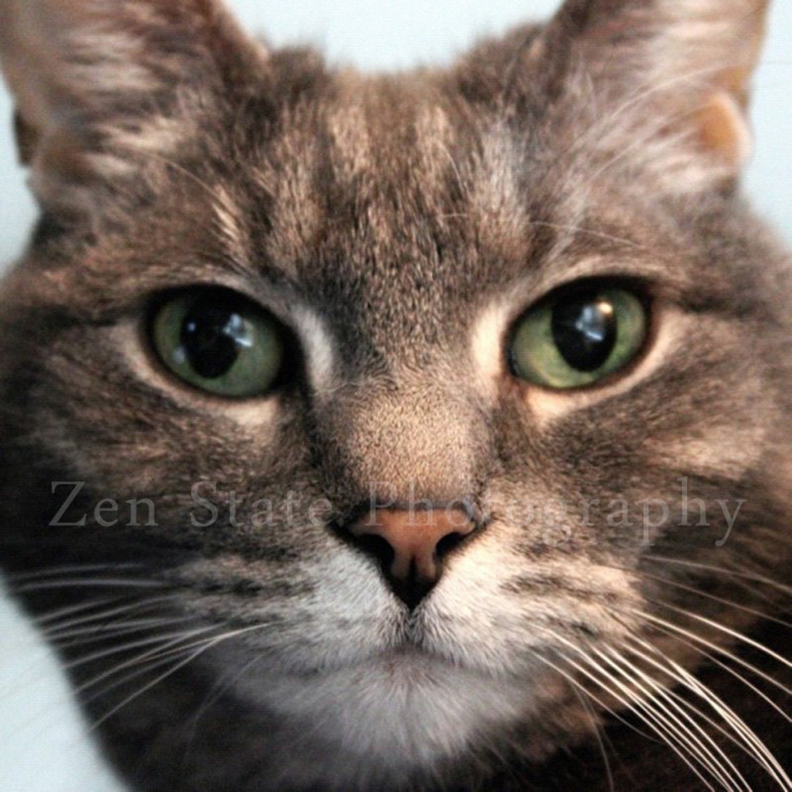 Cat Photo Print. Cat Photography. Photo Print Wall Art. Square Format ...