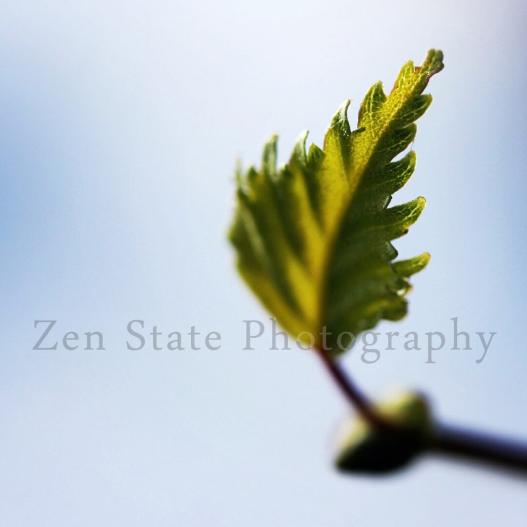 Spring Leaf Print. Green Leaf Photo Wall Art. Nature Photography Print ...
