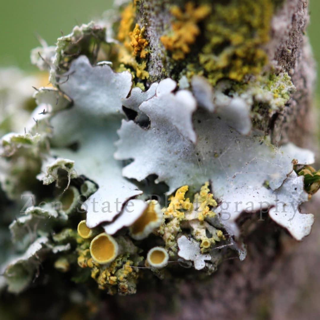 Tree Lichen Photography Print. Macro Photography. Tree Fungus Nature ...