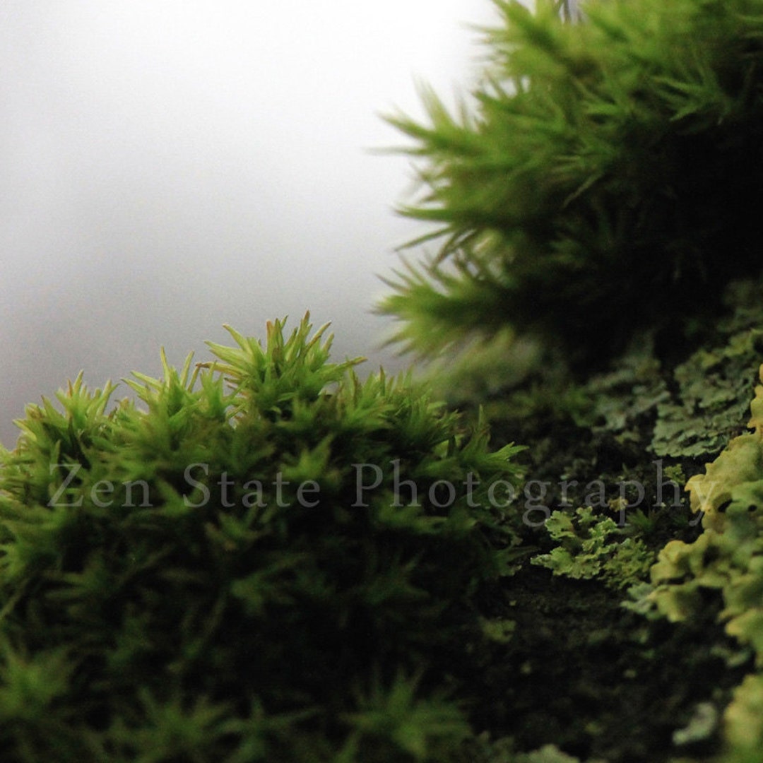Rainforest Photography Print. Nature Wall Decor. Macro Photography ...