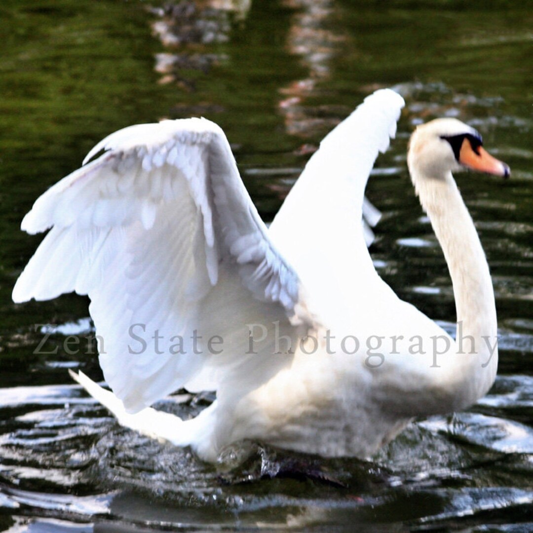 Swan Photo. Wildlife Photography. Bird Print Wall Art Decor. Swan ...