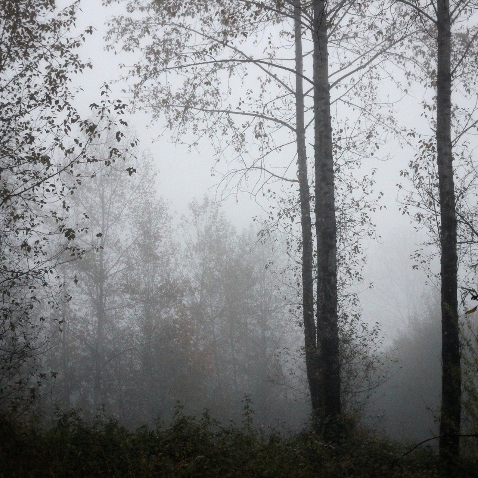 Forest Fog Photograph. Tree Photo Print. Nature Photography Print ...