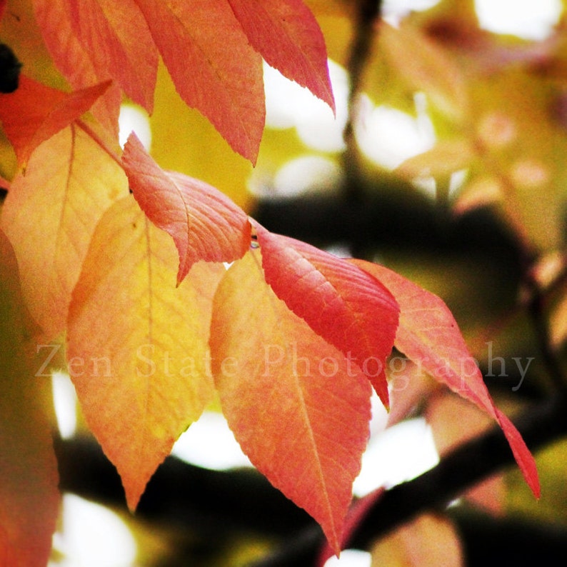 Fall Colors Autumn Photography. Fall Leaves Fine Art Print Autumn Decor ...