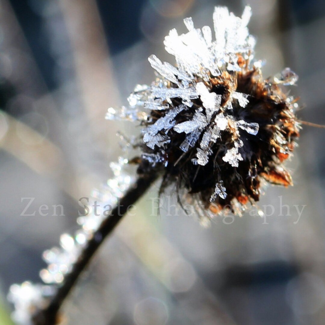 Hoar Frost Fotografía. Fotografía de naturaleza Print. Fotografía macro ...