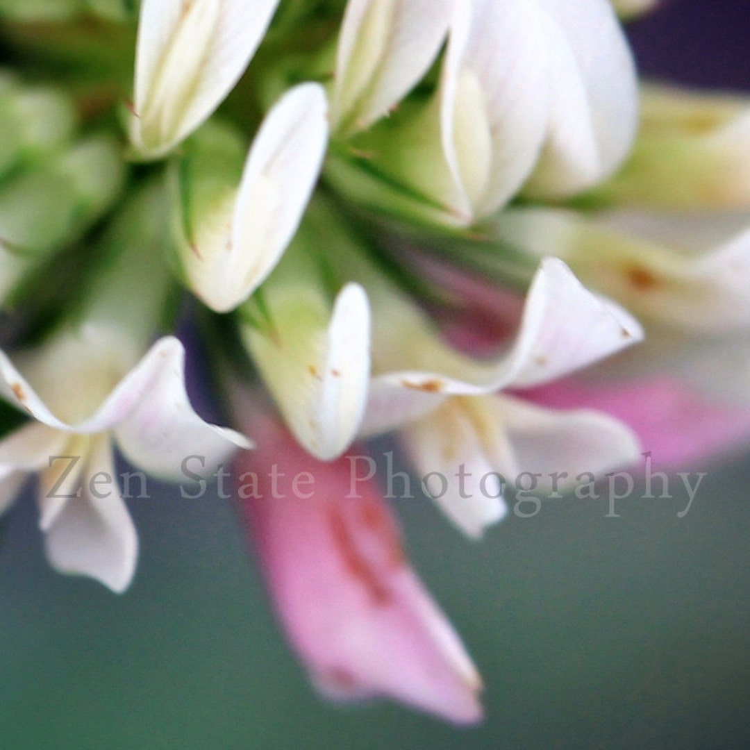 Pink and White Fine Art Print Clover Flower Wall Art Flower Photography ...