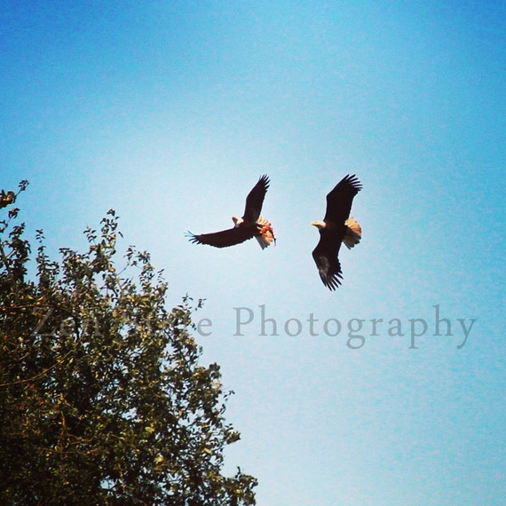 Dancing Eagles Photography Print. Bird Photo Print. Bald Eagle | Etsy