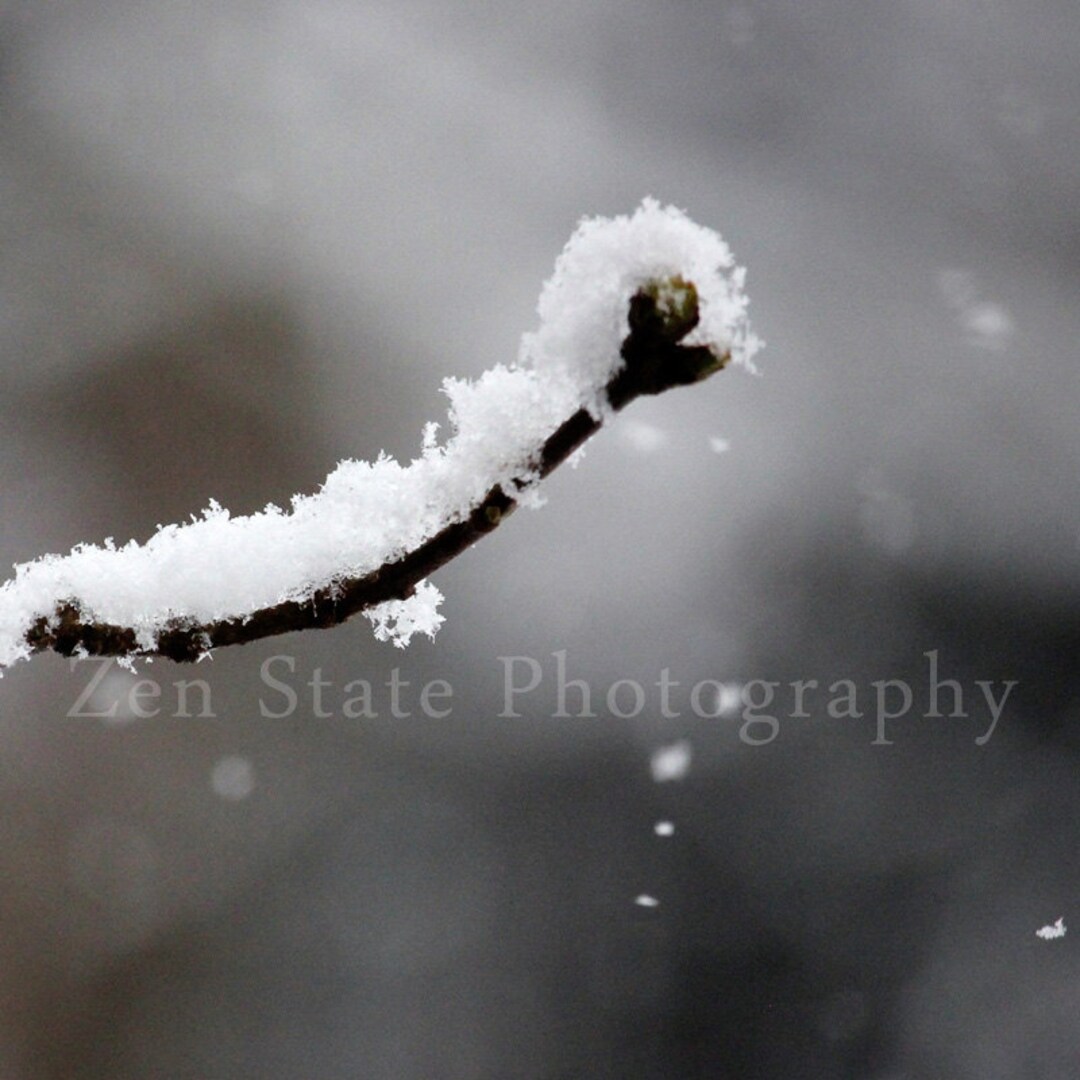 Winter Print. Nature Print. Snow Photography. Macro Photography Print ...