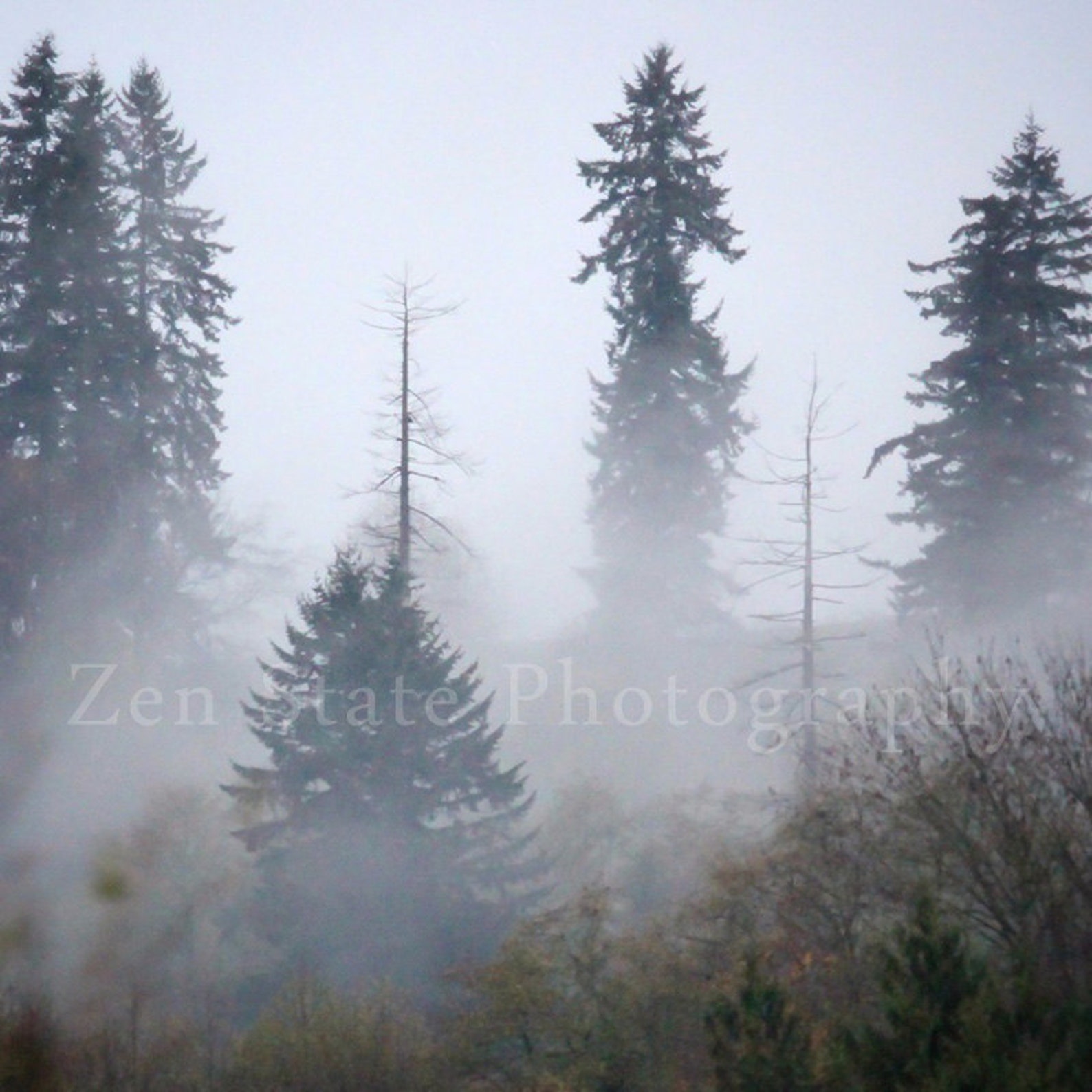 Fog in the Forest Photography. Nature Photography Print. Forest ...