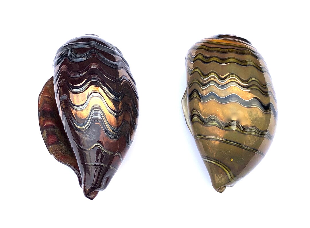 Collectible, Hand Blown, Artist Signed, Lamp Work, Art Glass Sea Shells ...