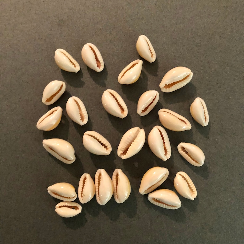 Vintage 25 Piece Lots of White With Pale Yellow Cowrie Shells - Etsy