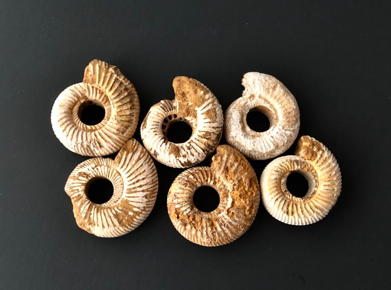 SALE Rustic goat Horn Fossil Ammonite | Etsy