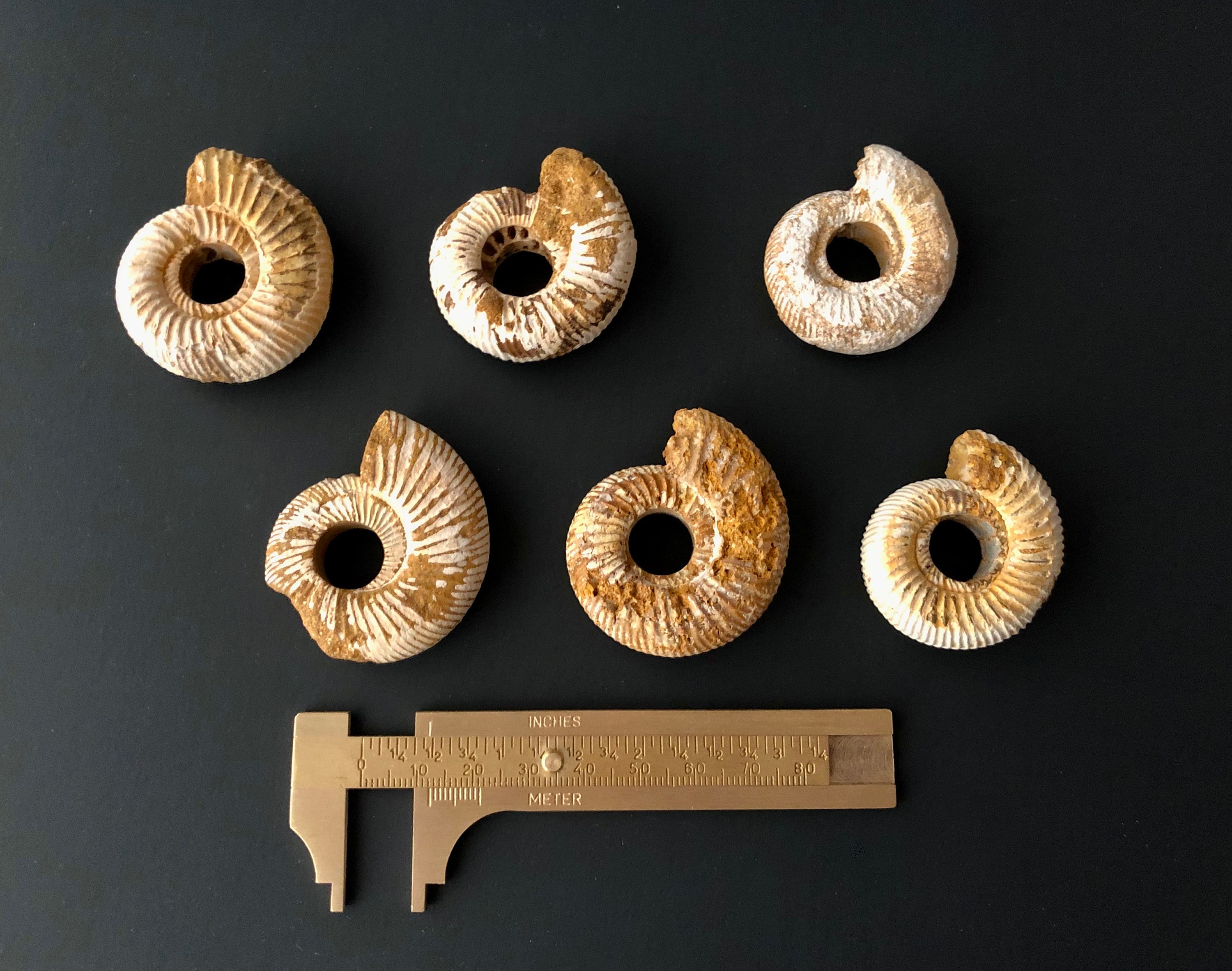 SALE Rustic goat Horn Fossil Ammonite | Etsy