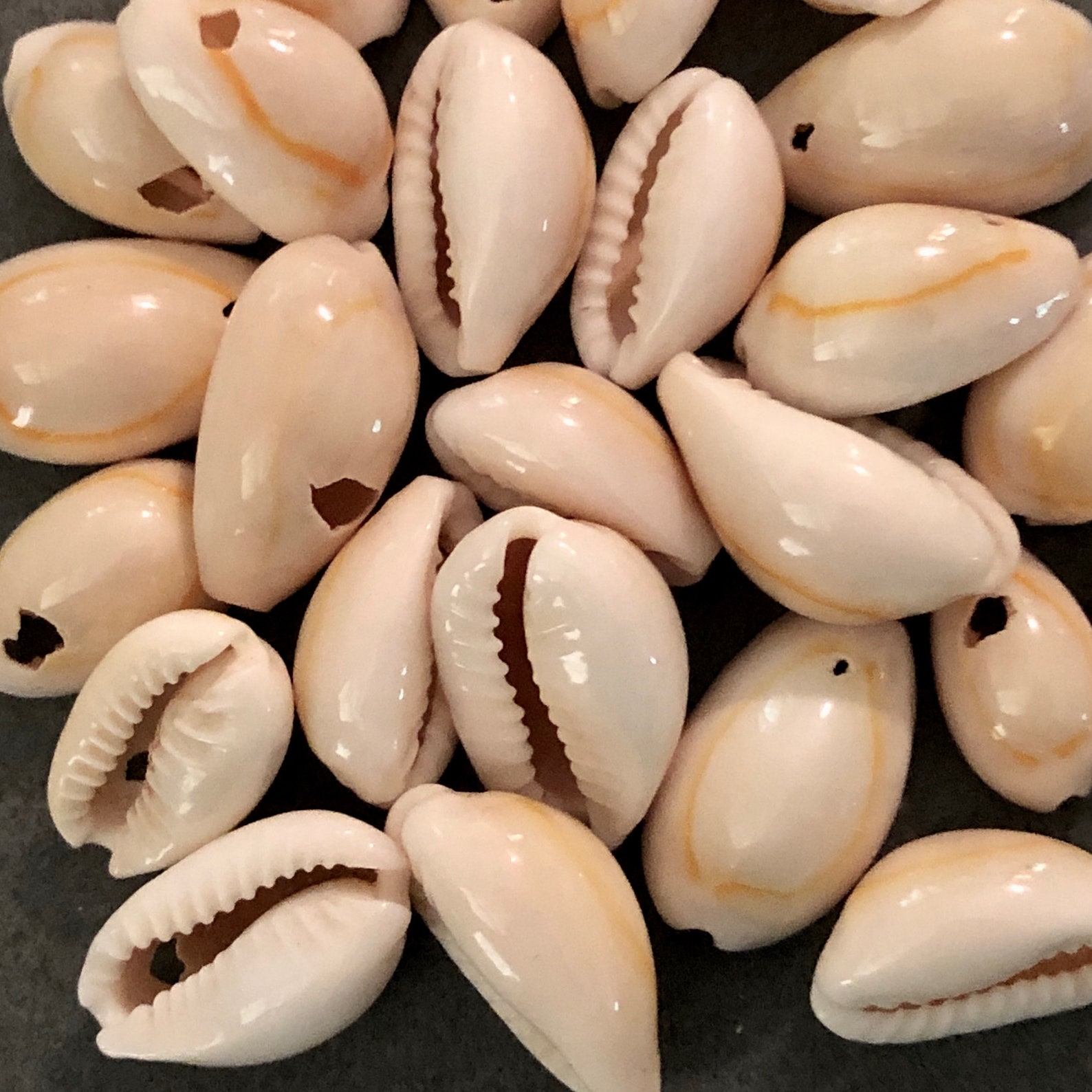 Vintage 25 Piece Lots of White With Pale Yellow Cowrie Shells With A ...