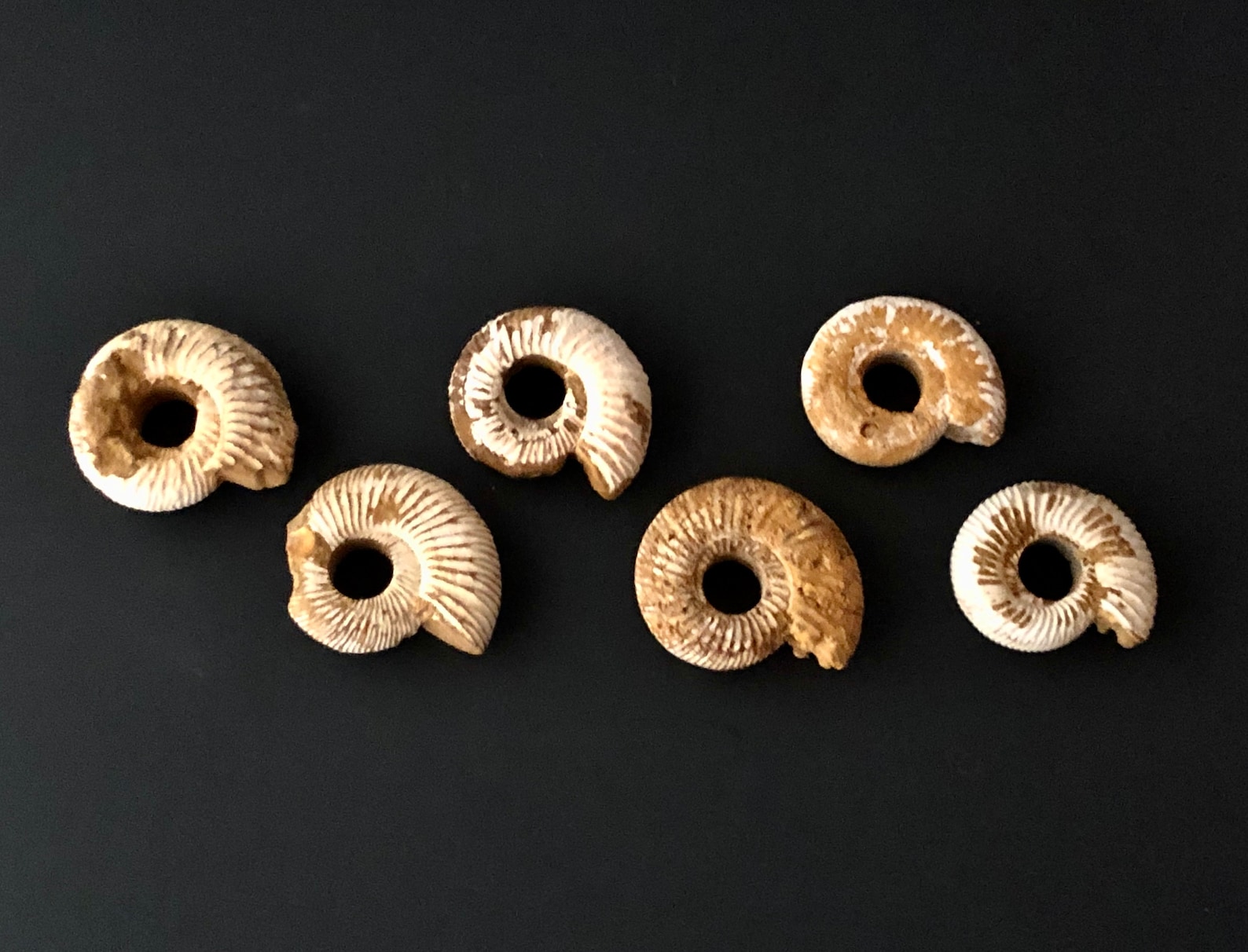 SALE Rustic goat Horn Fossil Ammonite | Etsy