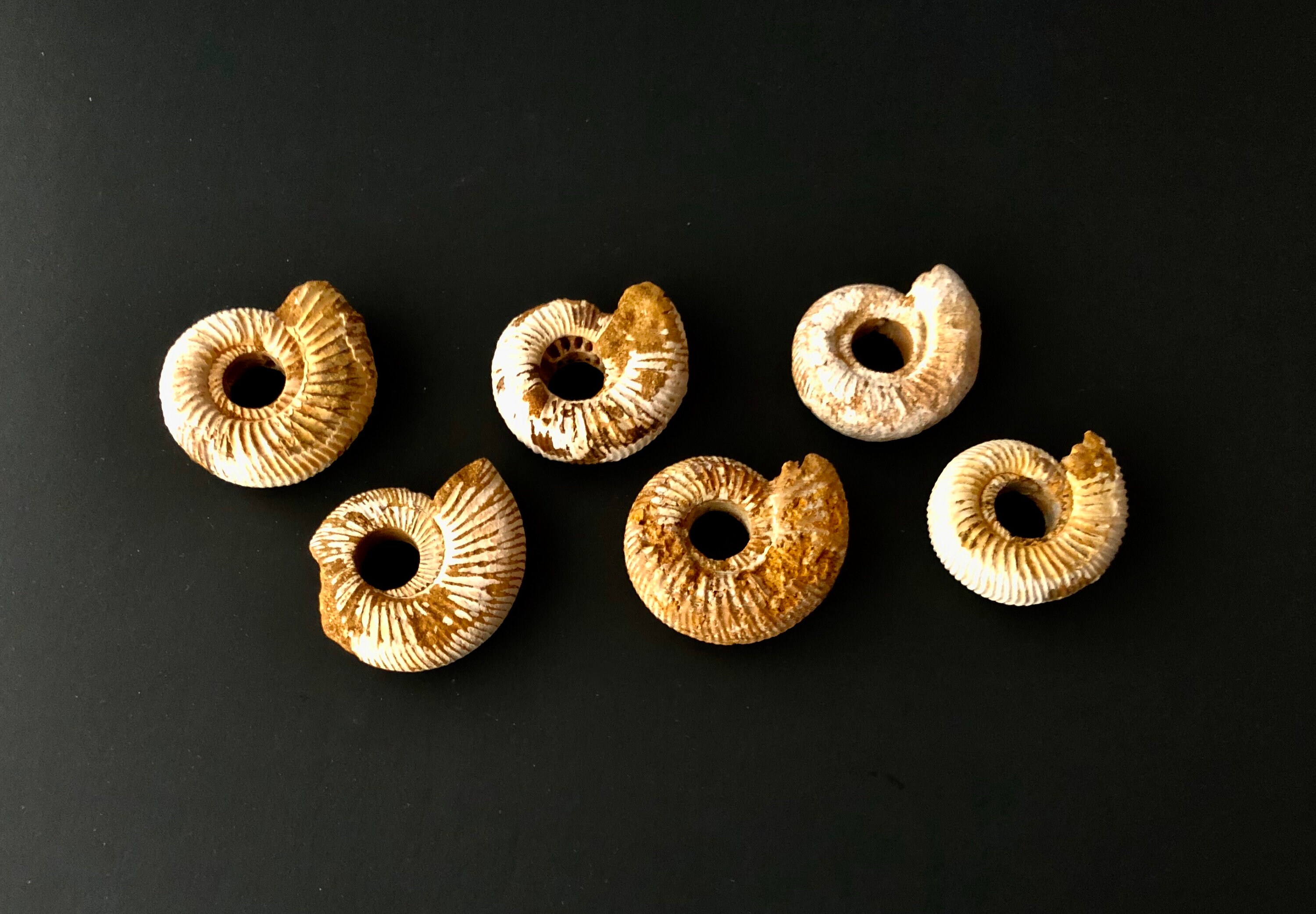 SALE Rustic goat Horn Fossil Ammonite | Etsy