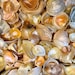 Bulk Lot of Jingle Shells, anomia Simplex 6 Ounce Mixed Colors/sizes ...