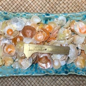 Bulk Lot of Jingle Shells, anomia Simplex 6 Ounce Mixed Colors/sizes ...