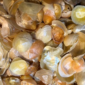 Bulk Lot of Jingle Shells, anomia Simplex 6 Ounce Mixed Colors/sizes ...