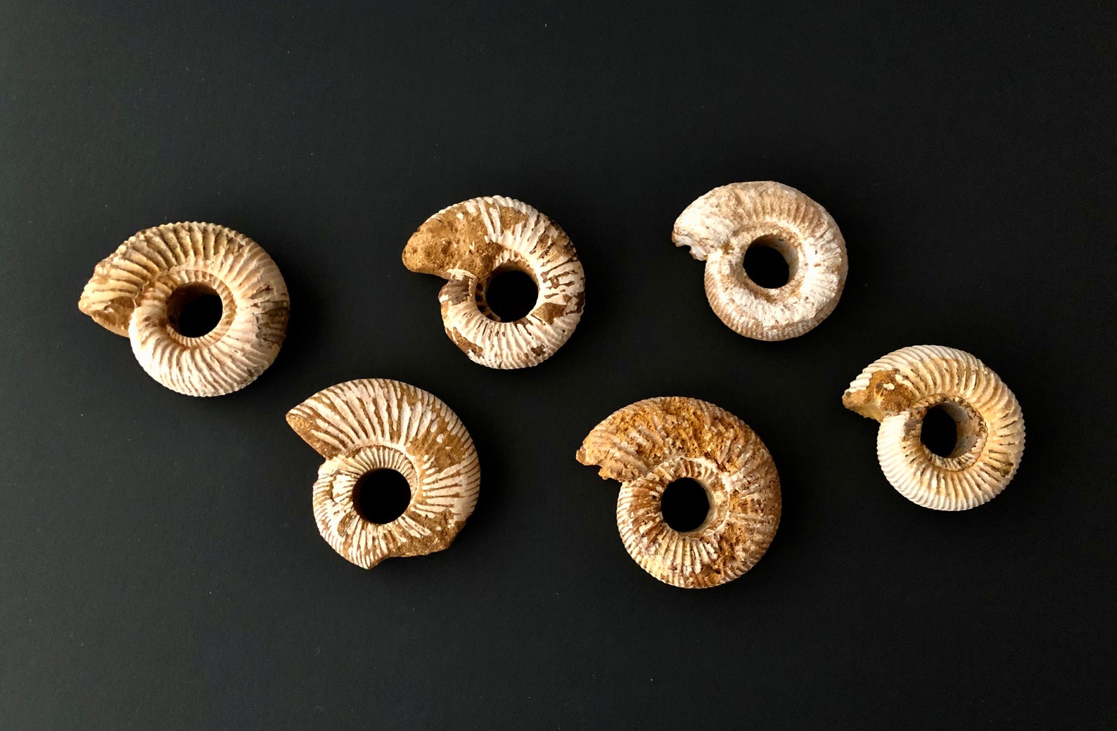 SALE Rustic goat Horn Fossil Ammonite | Etsy