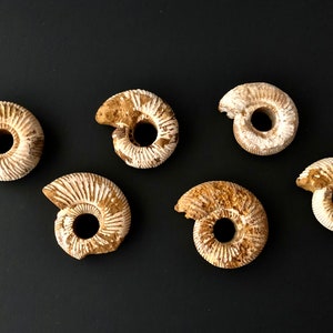 SALE Rustic goat Horn Fossil Ammonite Douvilleiceras in White, Cream ...