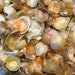 Bulk Lot of Jingle Shells anomia Simplex 6 Ounce Mixed - Etsy
