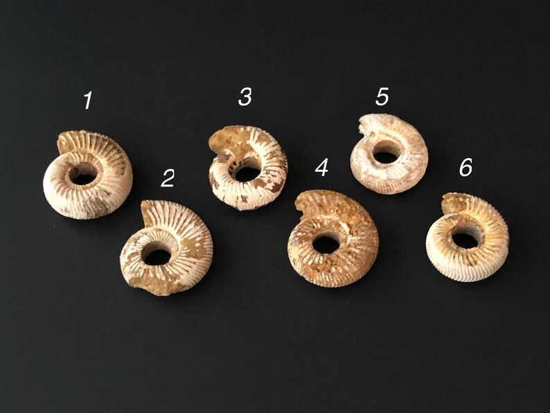 SALE Rustic goat Horn Fossil Ammonite | Etsy