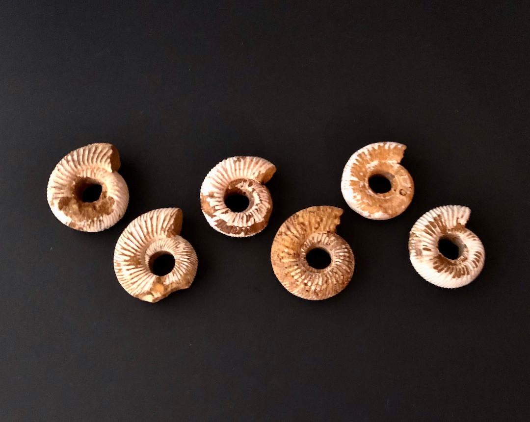 SALE Rustic goat Horn Fossil Ammonite Douvilleiceras in White, Cream ...