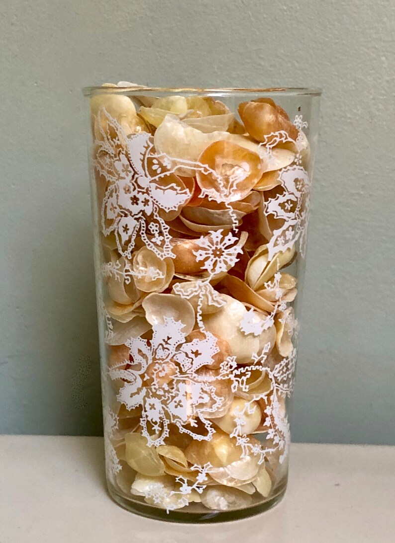 Bulk Lot of Jingle Shells anomia Simplex 6 Ounce Mixed - Etsy